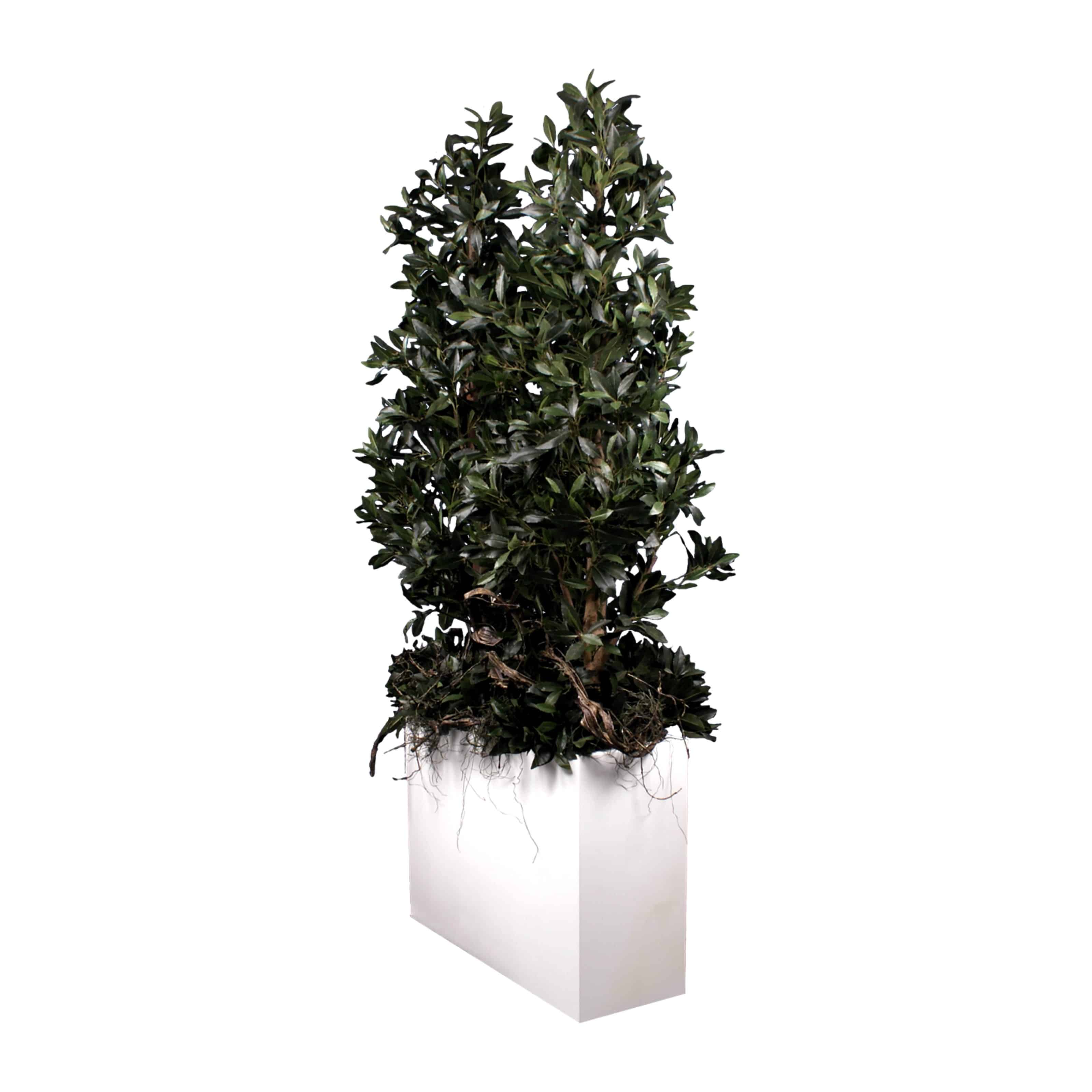 Sweet Bay Faux Tree Pair - White Box Pot - S-TRE00003 - Product ...