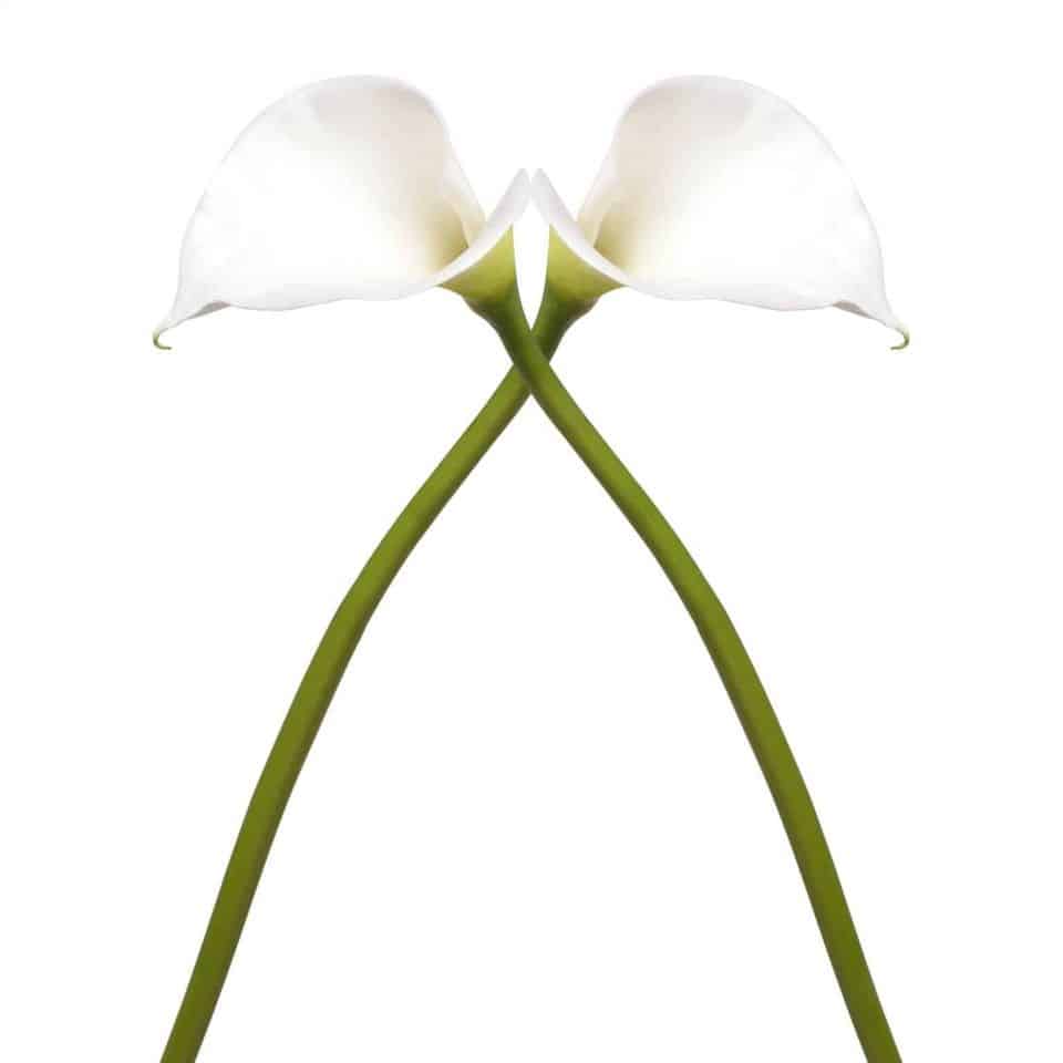 Why Choose Lifelike Flowers - London's Luxury Silk Flower Florist ...